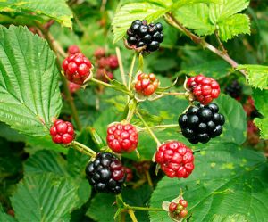 Descubierta en el Guadarrama una especie de zarza desconocida en la ...