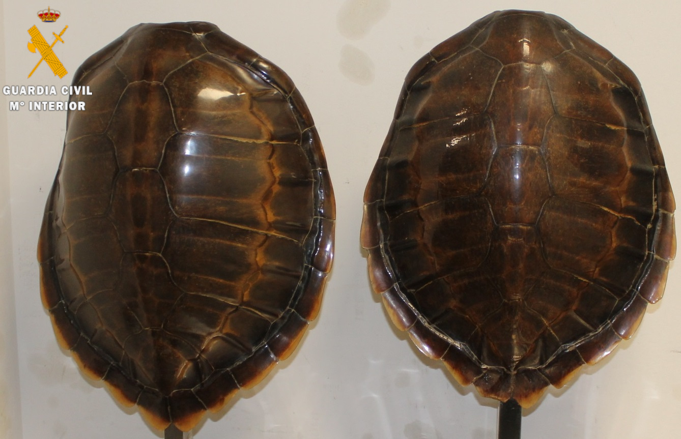 La Guardia Civil interviene dos caparazones de tortuga Carey | Acueducto2